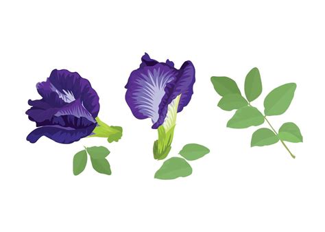 Butterfly Pea Flower With Leaves On White Background Stock Illustration