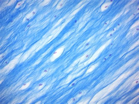11 Mammalian Tissues Laboratory Manual For Sci104 Biology Ii At