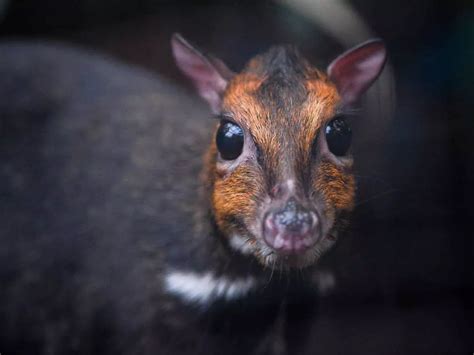 Cute Mouse Deer