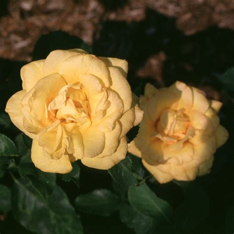 Rosa Grandiflora Gold Medal Rose Siteone Us