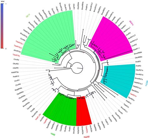 Phylogenetic Tree Of Insect Irs Translated T Elegans Genes Are Shown Download Scientific
