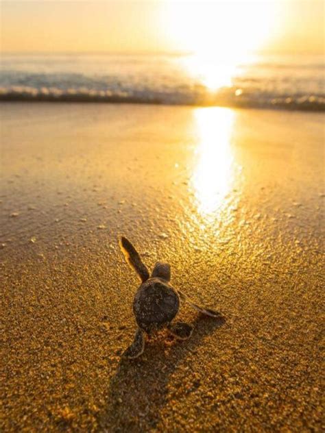 Tiny Turtle R Tinyunits