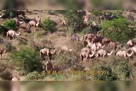 骆驼爱吃刺多的仙人掌难道不怕扎嘴吗网友切开一目了然 仙人掌 网友 骆驼