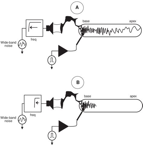 Schematic Illustrating The Paradigm Used To Investigate The Effects Of Download Scientific