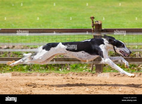 Saluki Sighthound Running On Race Track Captured In Mid Air Stock