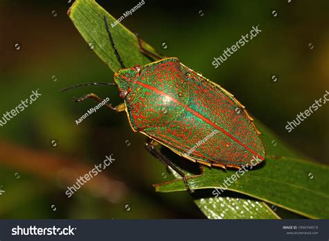 Koa Bug Adult 5 Ảnh Vector Và Hình Chụp Có Sẵn Shutterstock