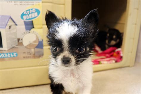 보호소 친구들 이야기 입니다 도그마루 메디컬센터