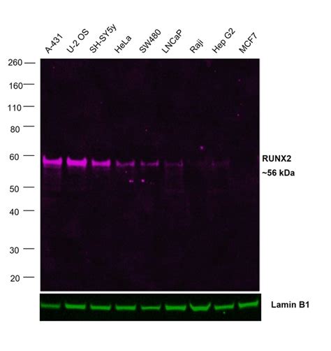 runx2 recombinant monoclonal antibody 6h4l27 alexa fluor™ plus 647