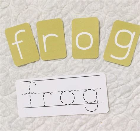 Frog Anatomy Poster Green Urban Creative