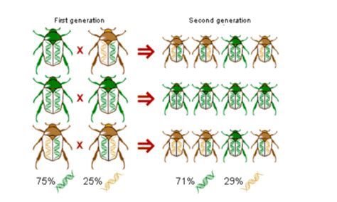 Ch 6 Genetic Drift And Natural Selection Flashcards Quizlet
