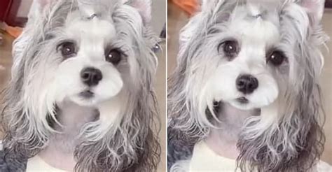 똘망똘망한 눈망울에 긴 속눈썹으로 미모 폭발했다는 강아지의 물오른 미모