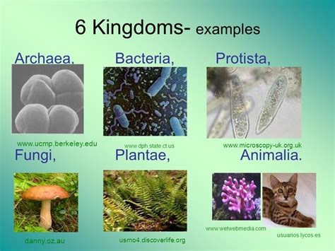 Archaea Examples Kingdom