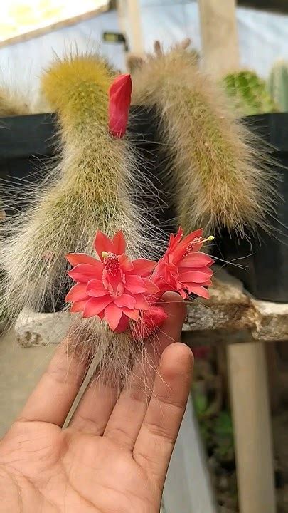 Estás Flores Nos Llenan De Alegría Cactusysuculentas Plantas Agro