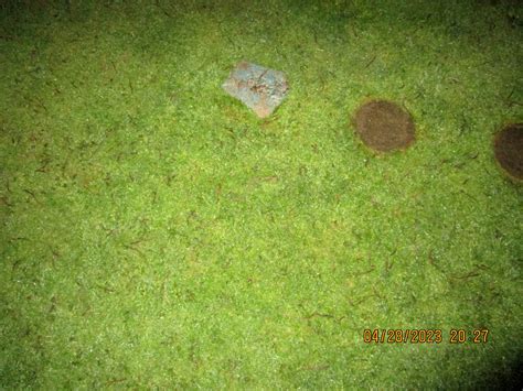 Dew Worms Fishing Forum Niagara Fishing Forum