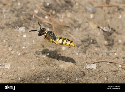 Killer Bee Insect