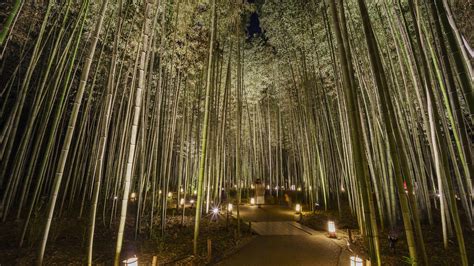 Arashiyama Bamboo Grove In Kyoto Has A Spectacular Illumination This