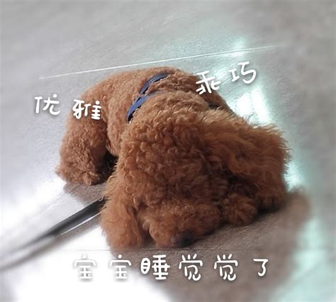泰迪表情包（来自膨胀的铲屎官） 哔哩哔哩