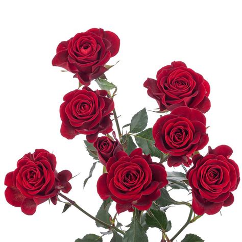 Dark Red Garden Roses Red Roses Olivias Garden