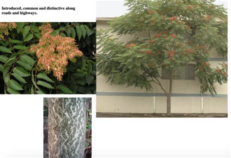 Trees Biodiversity Exam Flashcards Quizlet