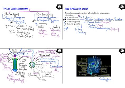 SOLUTION Human Reproduction Handwritten Notes Studypool