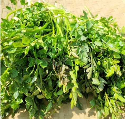 최대1만원 할인 불미나리 밭미나리 영양이 풍부한 봄철 채소