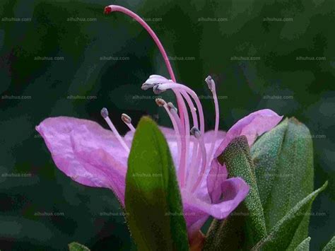 迎红杜鹃图片 植物根茎的迎红杜鹃图片大全 花卉网