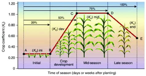 Crop Growth Stages And Root Zone Depth 46 Download Scientific Diagram