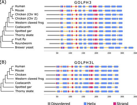 Secondary Structure And Disordered Region Predictions Of Golph3 A And