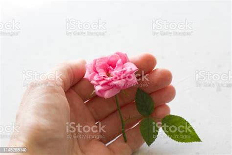 한 분홍색은 회색 배경에 손에 올랐다 하얀 탁자 위에는 아름 다운 장미가 하나 있습니다 Minimalism 그의 여자 친구에 게 엽서 커버 놀람 또는 선물 플랫 레이 평면도