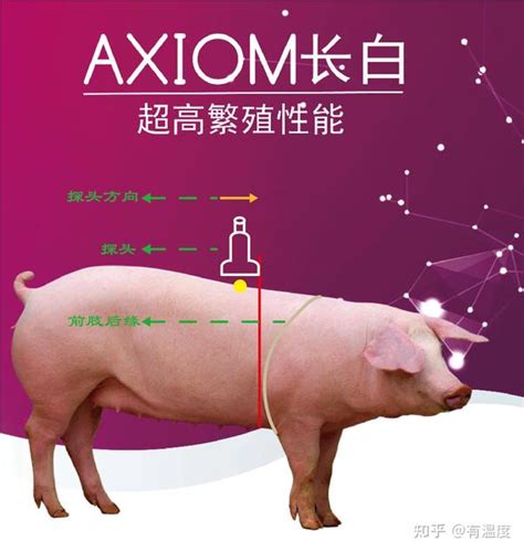 种猪的背膘测定 知乎