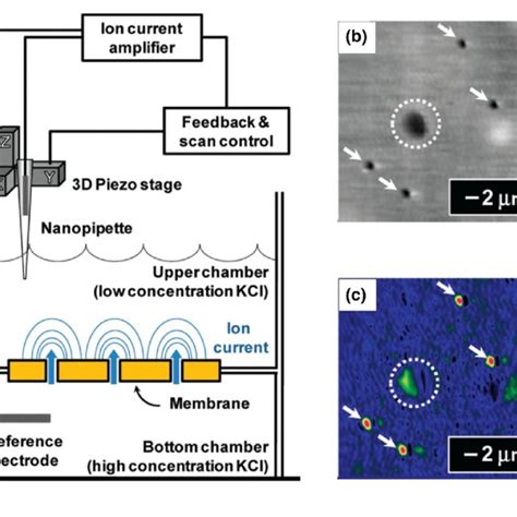 color online scanning ion conductance microscopy sicm a schematic