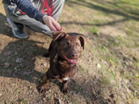 Emil 2 ♥ Vermittelt In Ungarn ♥ — Tierheimleben In Not