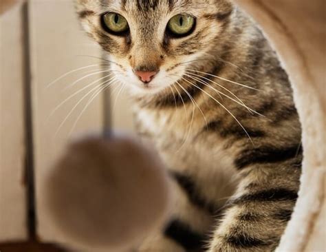 Beyond Litter Disposal Dealing With Pinch Detect Fault Litter Robot