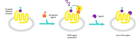 Gpcr Research Reagents Revvity