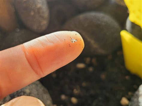 Common Bugs On Indoor Plants Id Guide And Fixes