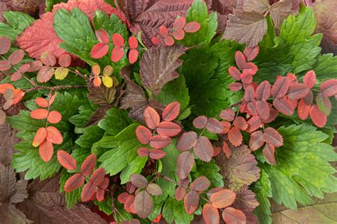 비나 이슬 방울에 화려한 장미 꽃잎이 있습니다 첫 번째 서리에서 붉은 잎 가을 배경 질감 클로즈업 0명에 대한 스톡 사진 및 기타 이미지 Istock