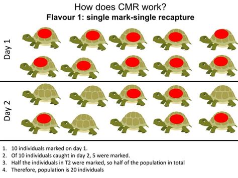Capture Mark Recapture Cmr As A Method For Species Monitoring At A