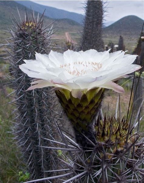 Pin by Kurdistan ( Median Empire ) on Flowers | Desert flowers, Exotic ...