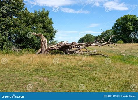 A Large Broken Naked Tree Found On The Ground In Hampstead Heath