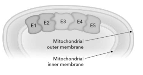 Bioc 385 Module 1 Exam 1 Qs Flashcards Quizlet