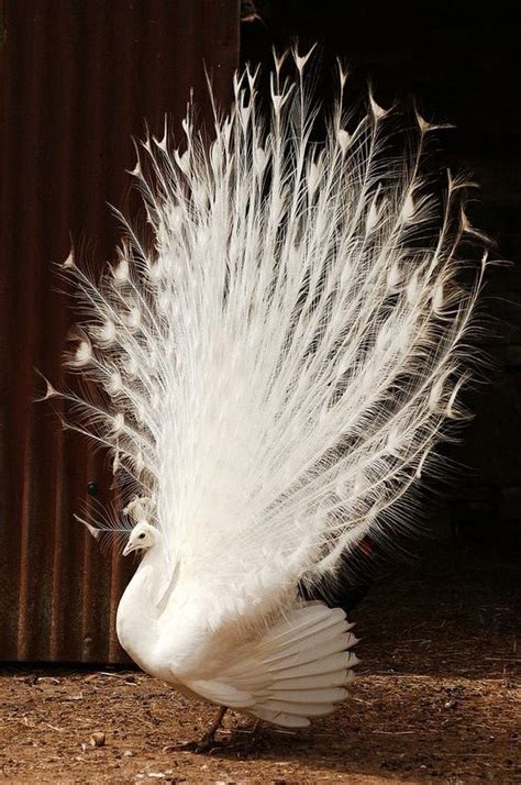 Albino Peacock Beautiful Birds Albino Animals Cute Animals