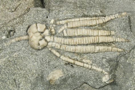 21 Fossil Crinoid Phanocrinus Alabama 269883 For Sale