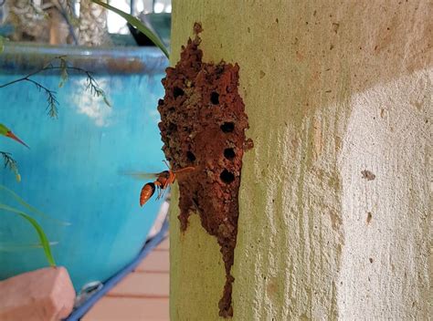 Backyard Wildlife Ausemade