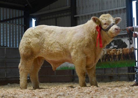 October 2023 Irish Charolais Cattle Society