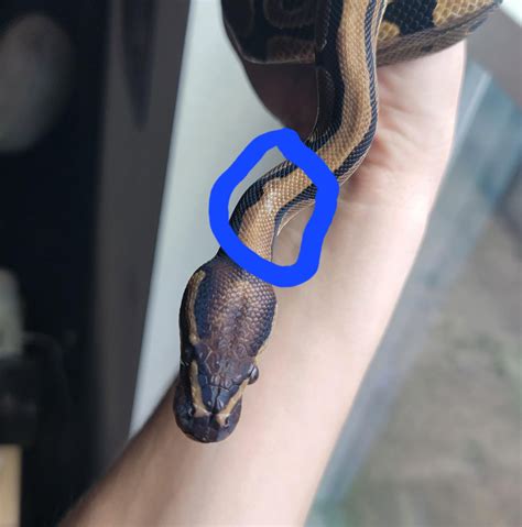Ball Python Bump More In Comments Rballpython