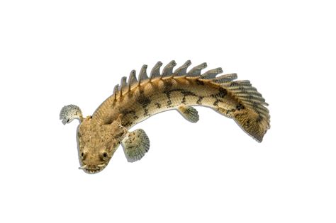 Gar For Sale Online Lone Star Rare Exotic Fish Co