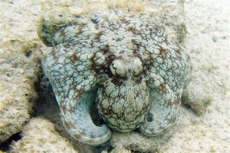 Octopus Vulgaris Habitat