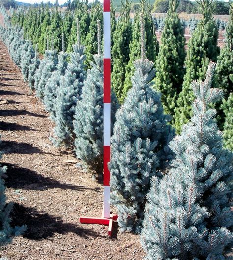 Columnar Blue Spruce