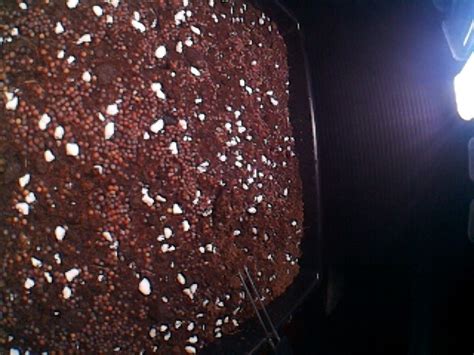 Microgreen Growth Stage Detector Instance Segmentation Model By Monash