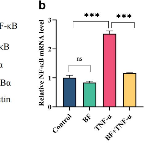 B Fragilis Inhibits The Activation Of The Nf κb Inflammatory Pathway Download Scientific